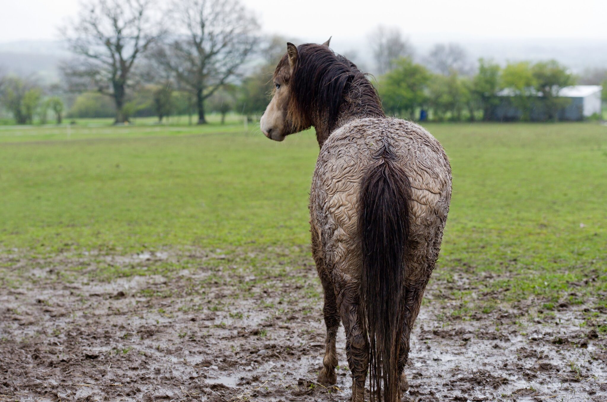 How Do Horses Get Rain Rot? | Rain Rot Symptoms & Prevention