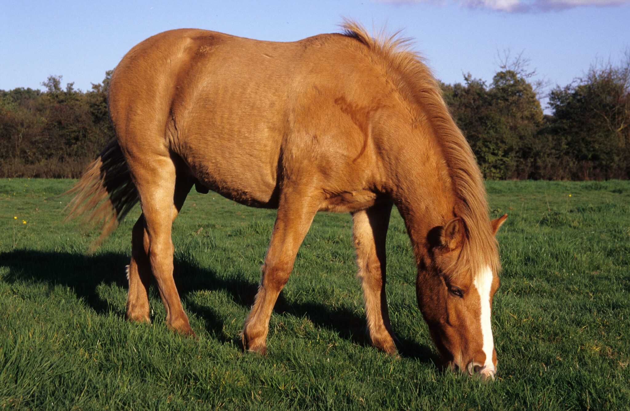 Horse Pasture Rotation | How to Create Your Horse Grazing Plan