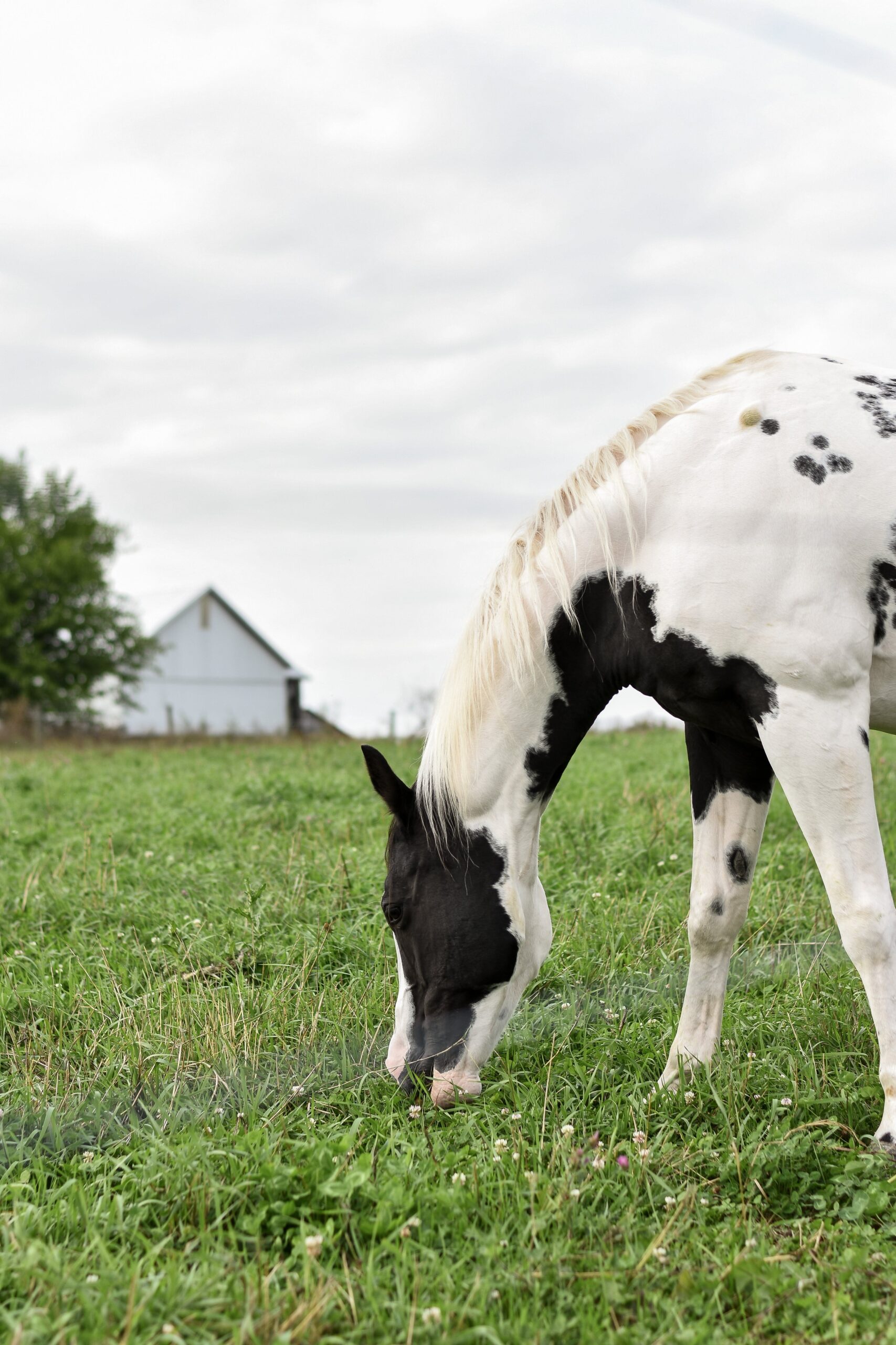 Horse Pasture Rotation | How to Create Your Horse Grazing Plan