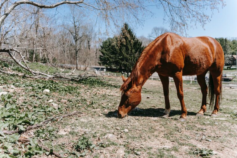 Horse Pasture Rotation | How to Create Your Horse Grazing Plan